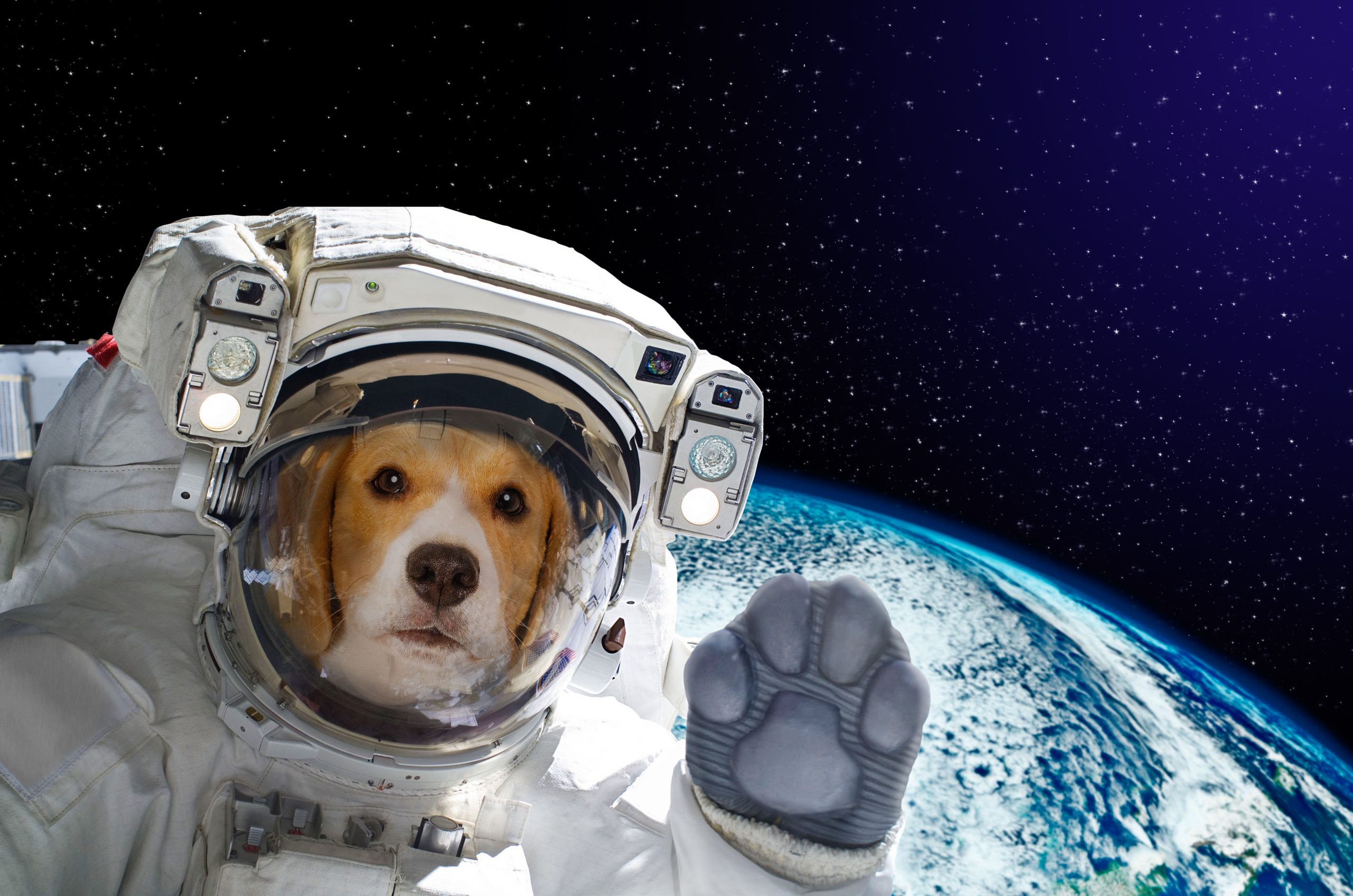 What Was The First Dog In Space