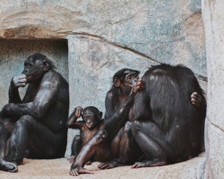 Are Humans the Only Animals That Use Language? - Cricket Media, Inc.